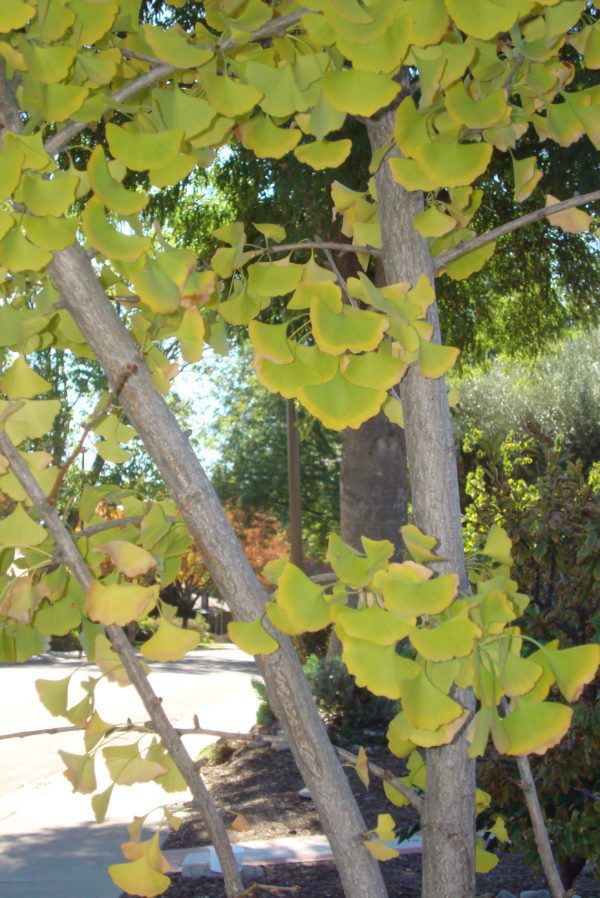 FORAGING FOR GINKGO (Ginkgo biloba) – School of Self-Reliance