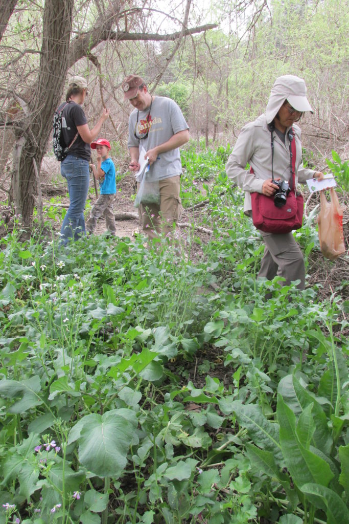 SEASONAL SPRING FORAGING -- wild foods and useful plants by the Season ...