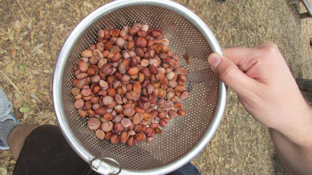 THE WILD CHERRY – School of Self-Reliance