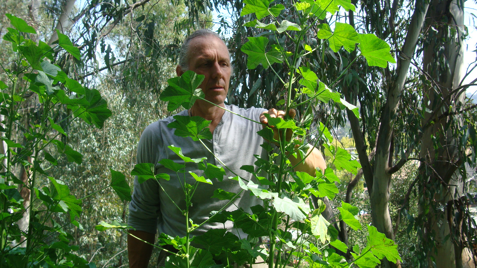 FEELING MALLOW – School of Self-Reliance