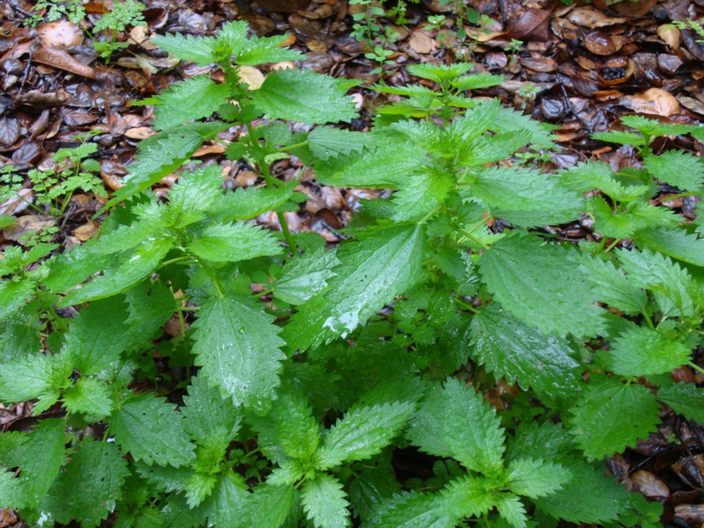 STINGING NETTLES: A GREAT FOOD AND MEDICINE! – School of Self-Reliance