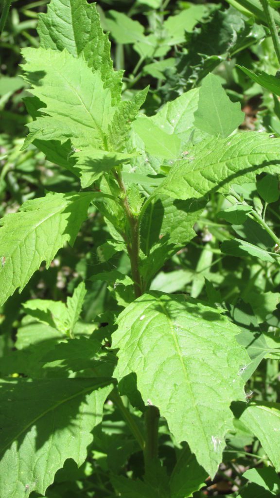 EPAZOTE -- A TRADITIONAL SPICE FROM MEXICO – School of Self-Reliance