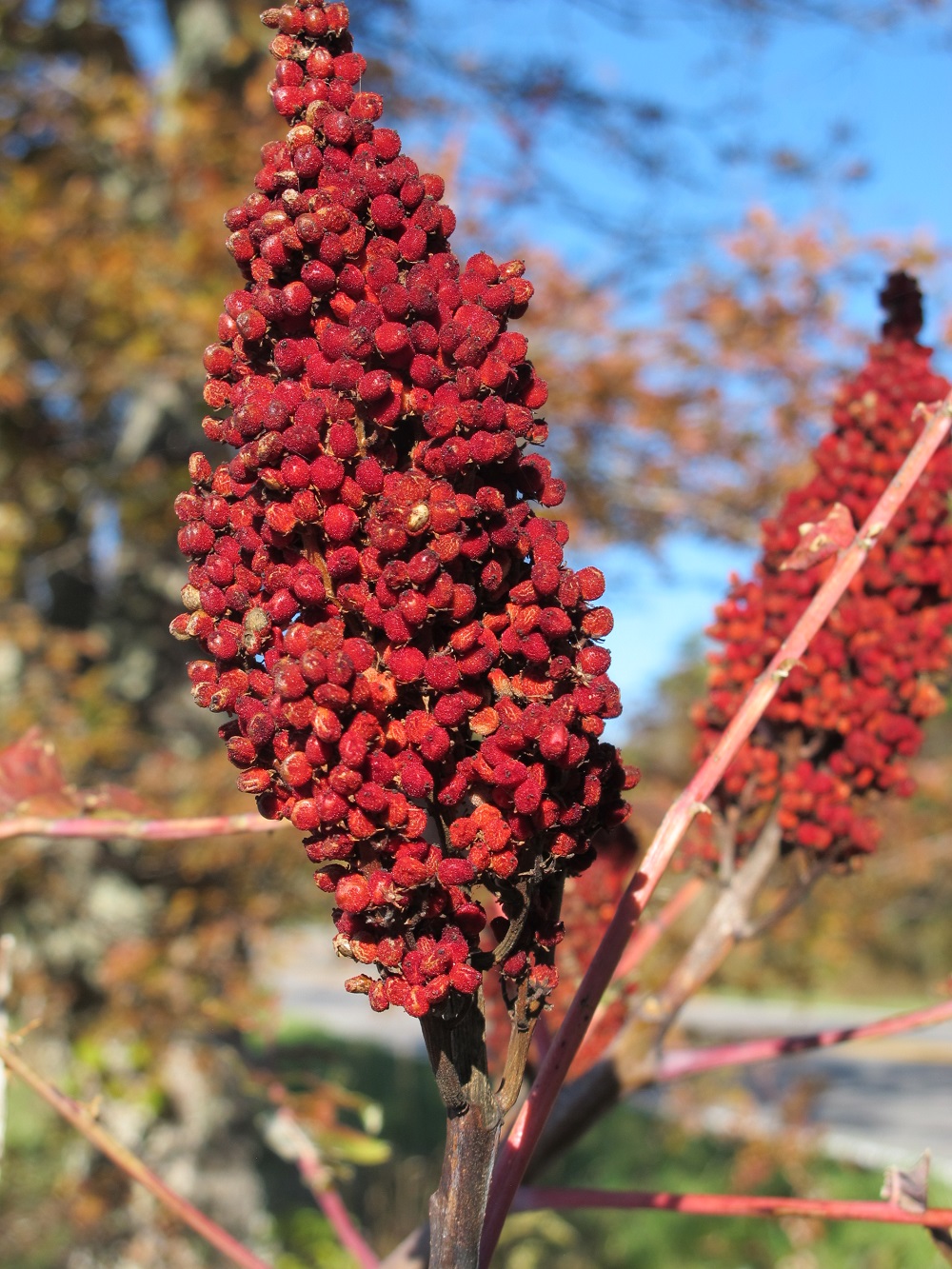 FORAGING MARYLAND, VIRGINIA, AND WASHINGTON, DC – School of Self-Reliance