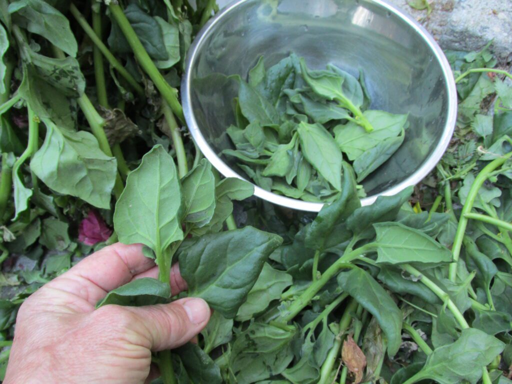NEW ZEALAND SPINACH – School of Self-Reliance