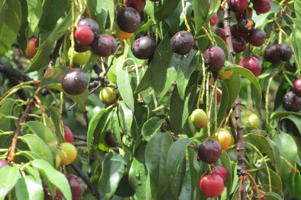 Wild Cherry School Of Self Reliance