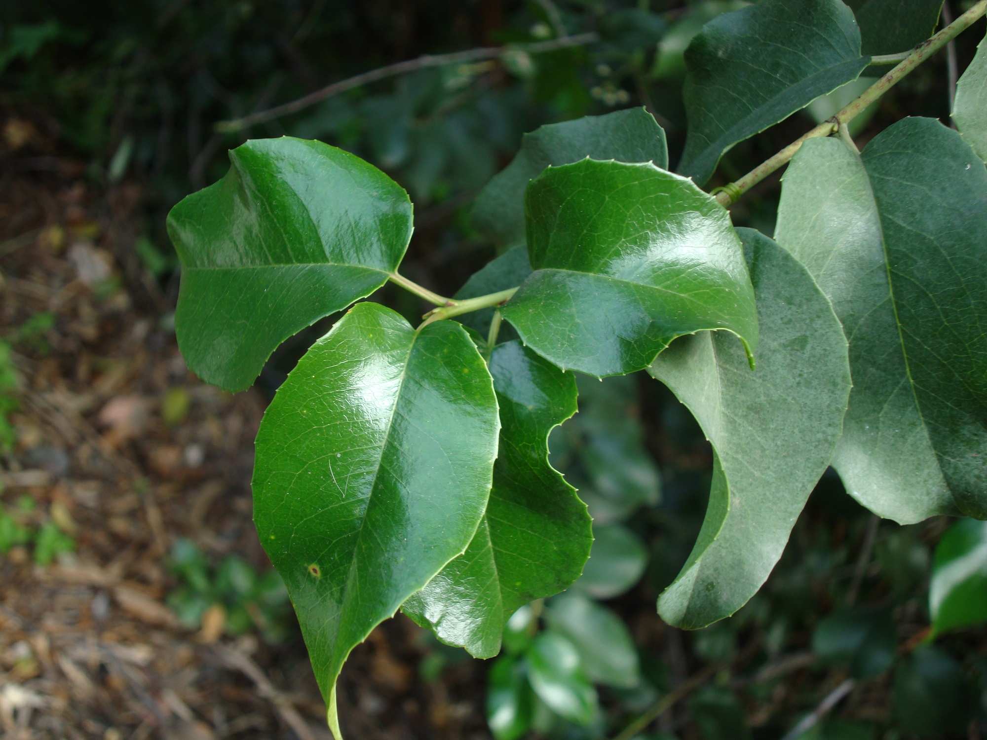 WILD CHERRY – School of Self-Reliance