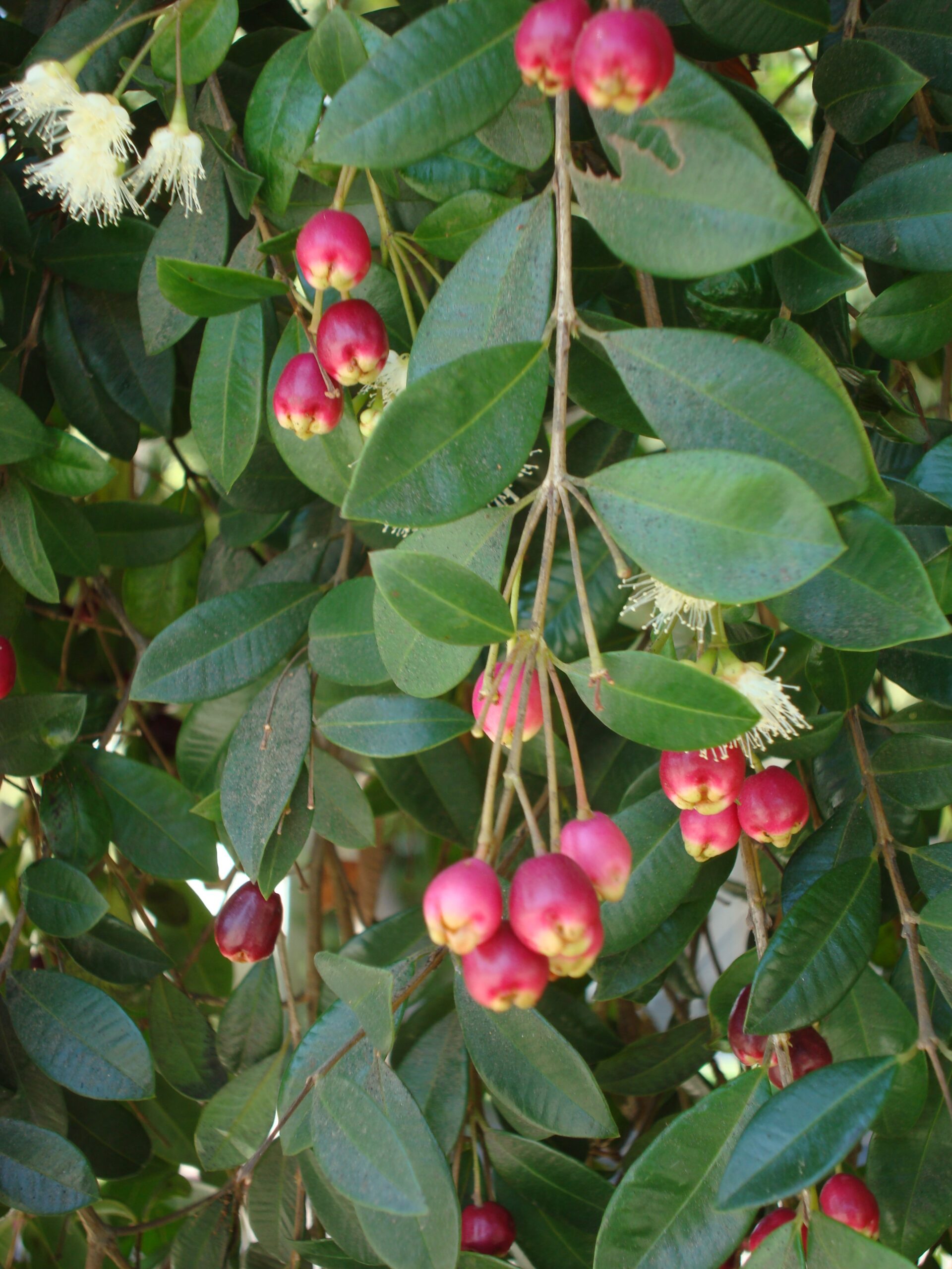 LILLY PILLY -- Australia's Gift to the World – School of Self-Reliance